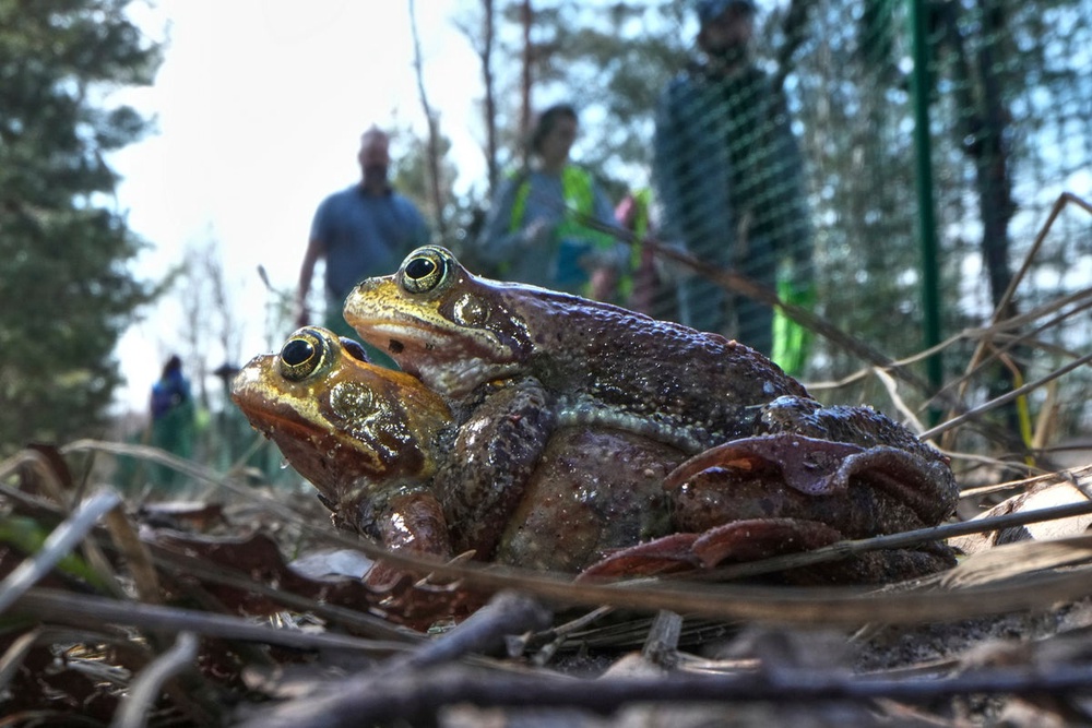 A Russian bucket brigade helps toads and frogs cross the road to get to a spawning site