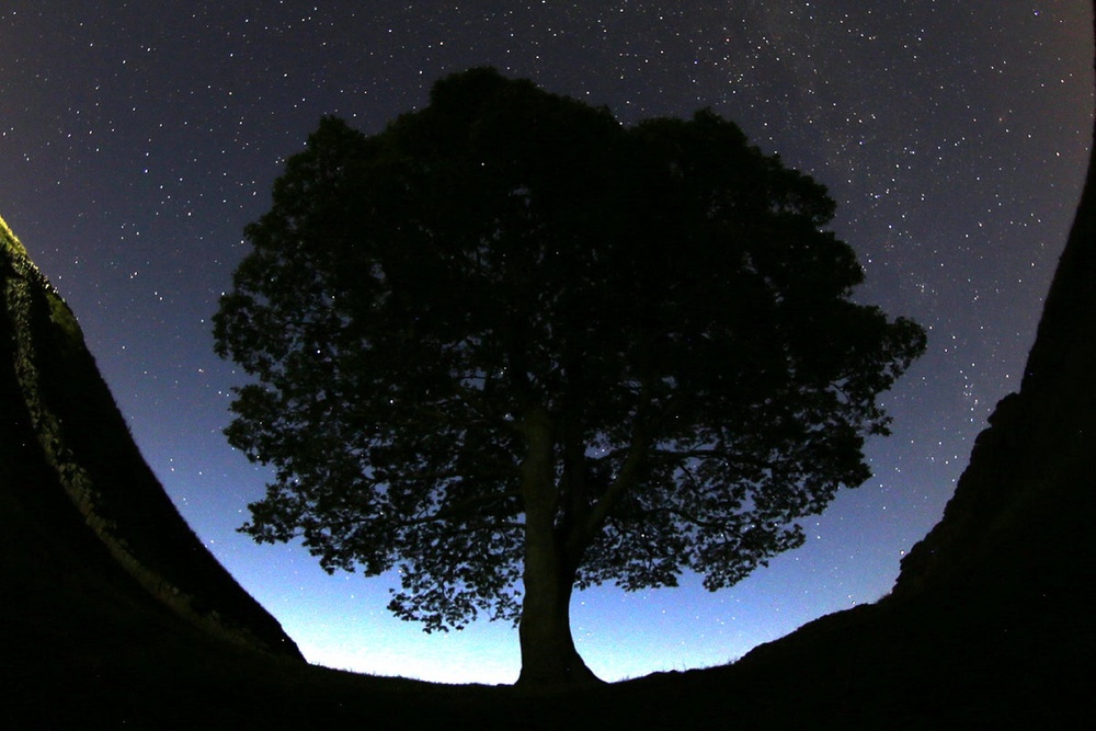 Prosecutor says Sycamore Gap tree cutters committed 'arboreal ...