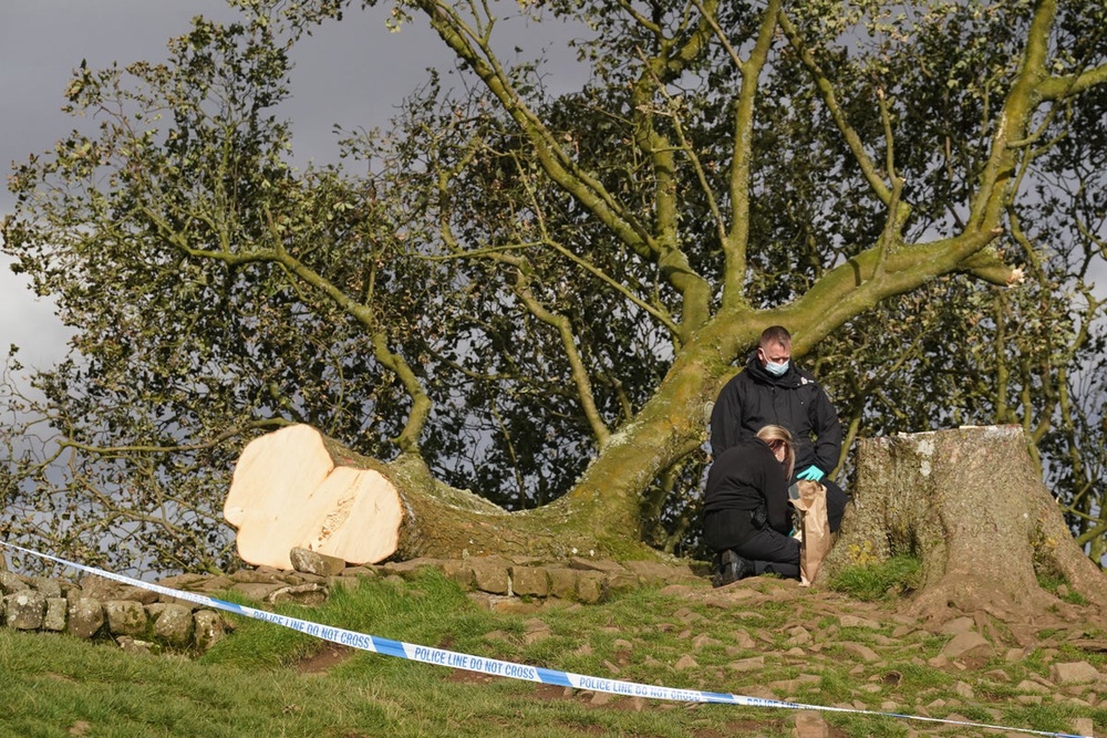 Jury selection begins in Sycamore Gap trial