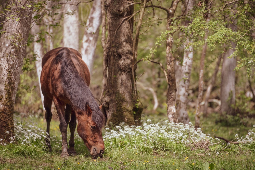 Warning to drivers as stallions released in New Forest for breeding season