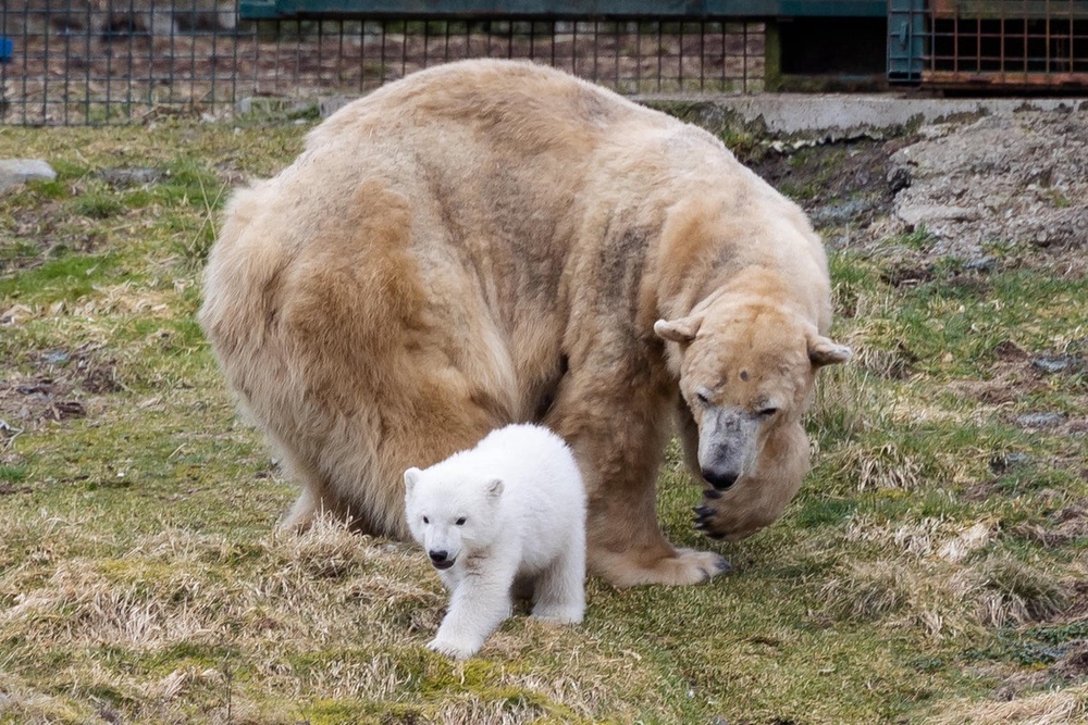 Victoria, the UK’s oldest polar bear, is euthanised at age 28