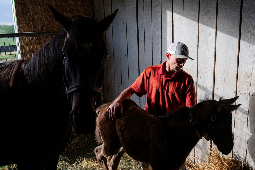 AP PHOTOS: Horses on a Kentucky farm help men build sober lives, gain ...