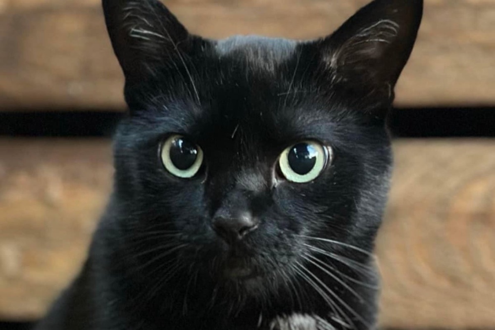Couple spend over $20,000 in search for their missing cat who ...