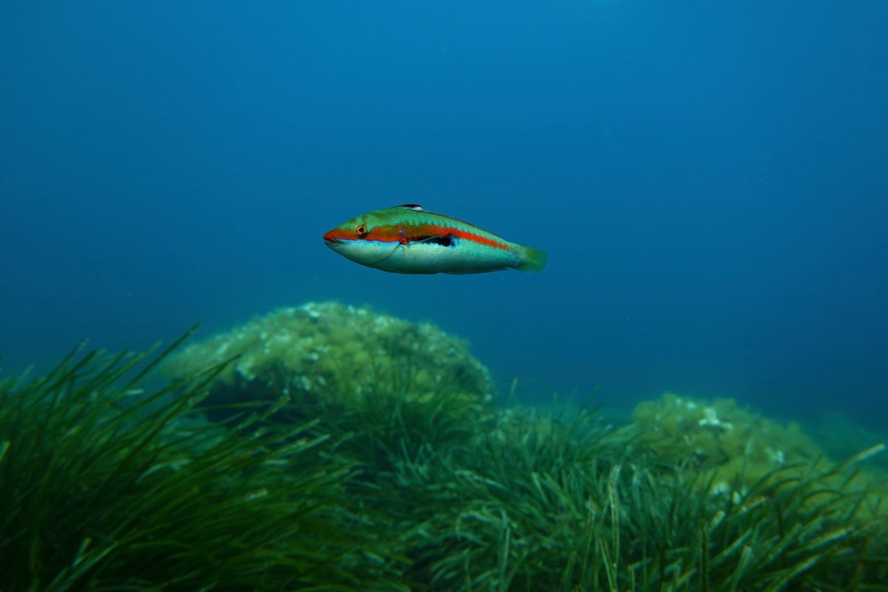 Oceans have absorbed heat of 1.7 billion atomic bombs, scientists warn ...