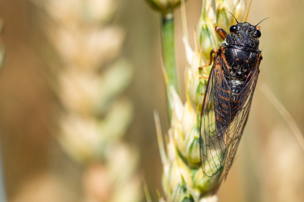 ‘Musical insect’ extinct in the UK for over 30 years to be brought back ...