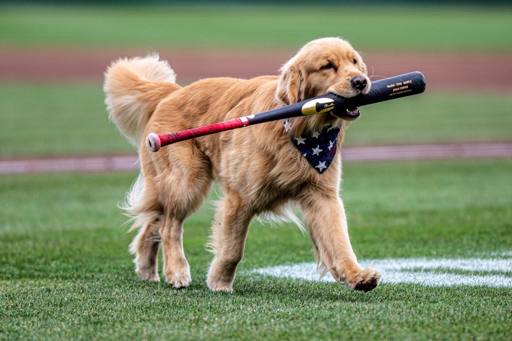 Nationals' bat-retrieving dog Bruce laps up pregame attention, makes ...