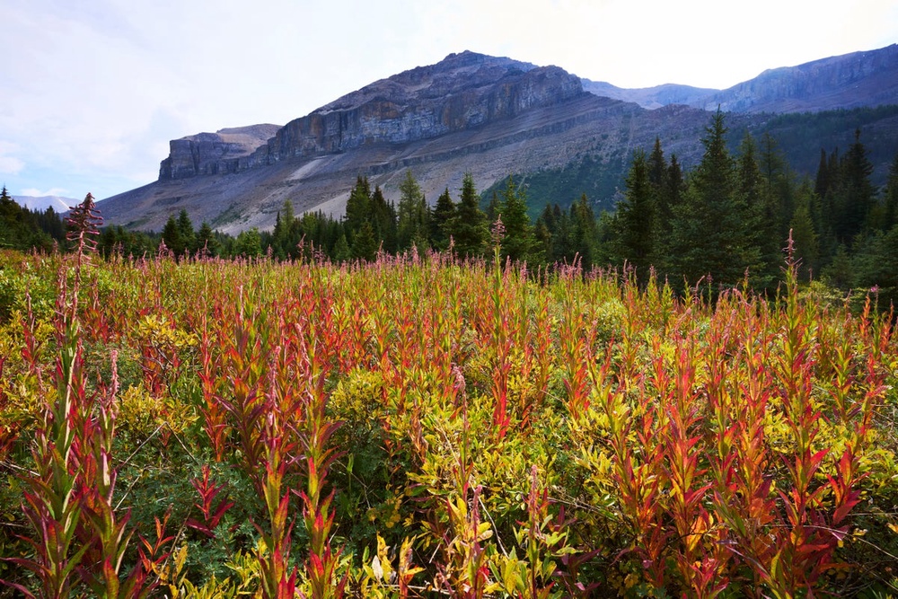 Canadian rescuers rush to a remote part of Banff park following reports ...