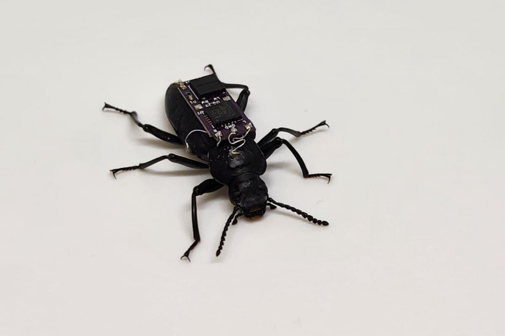 ‘Cyborg’ beetles could help rescue crews locate survivors after natural ...