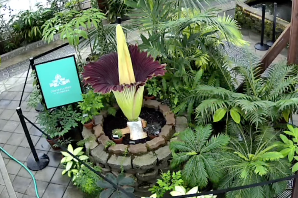 Rare notoriously stinky flower begins blooming in California