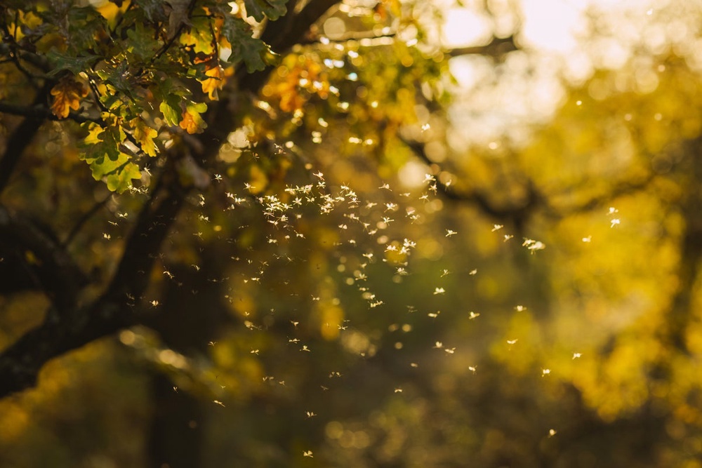 When is flying ant day in the UK and why does it happen?