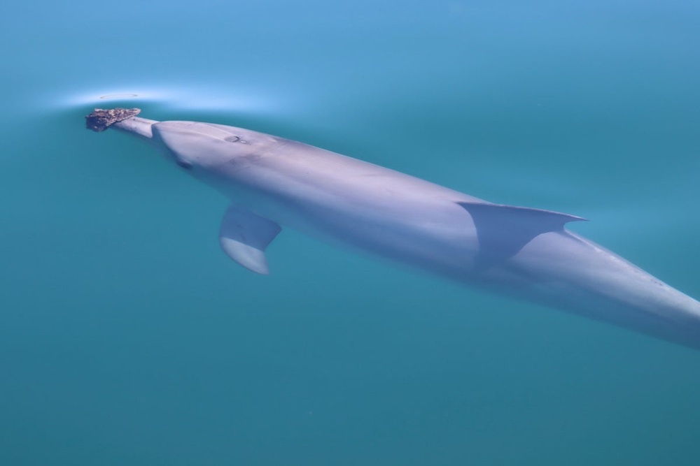 Some Australian dolphins use sponges to hunt fish, but it's harder than ...