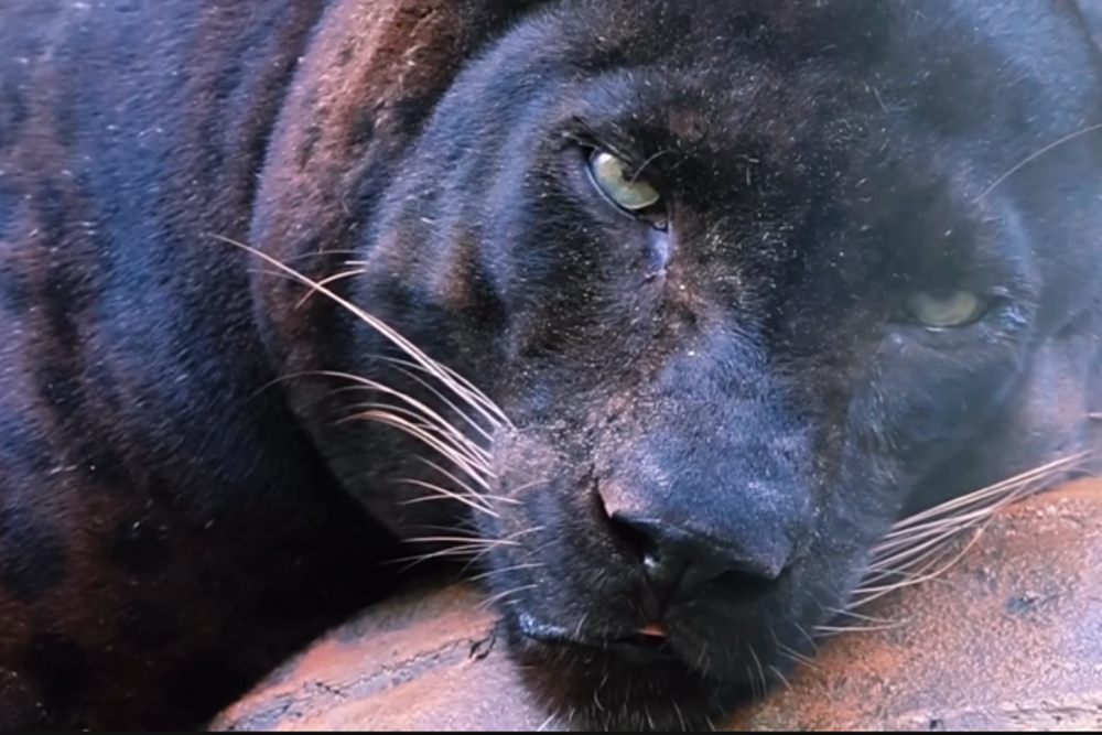Zoo defends treatment of ‘chonky’ leopard Apoh after TikTok post goes viral