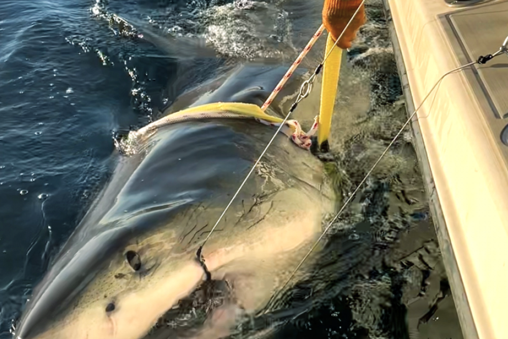 Contender, largest great white shark tagged in Atlantic, spotted off ...