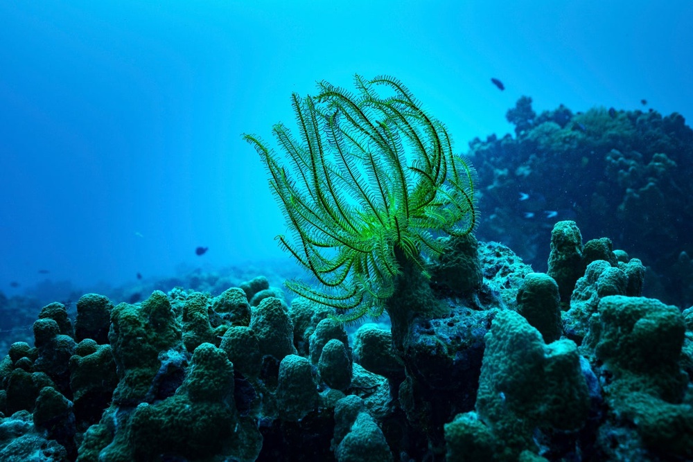 In disaster-prone Vanuatu, photos show sea animals returning to ...