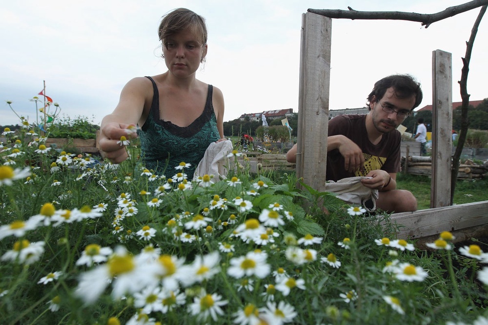 The herb that can lower your blood pressure and help you sleep