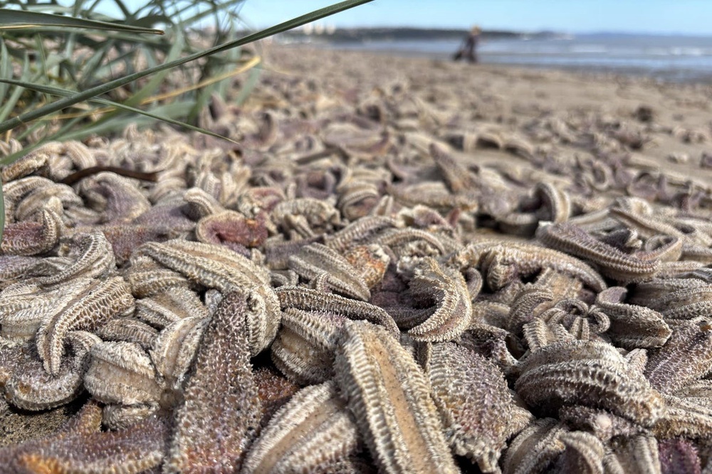 Expert reveals why thousands of dead starfish ended up on a British beach