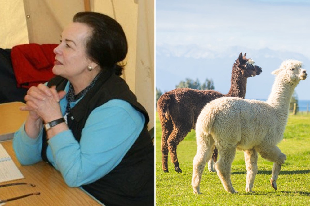 Alpaca, donkey and bear enthusiasts in court over £1.9m will of llama ...