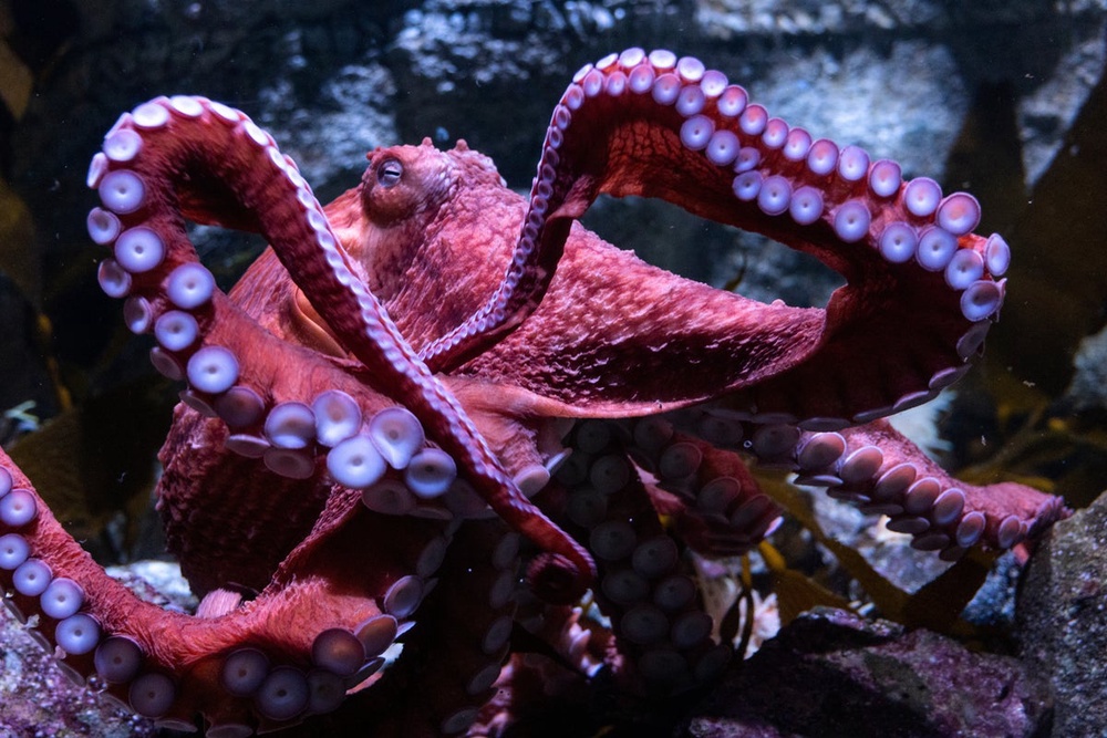 Heartbreak as dying octopus Ghost cares for eggs that will never hatch
