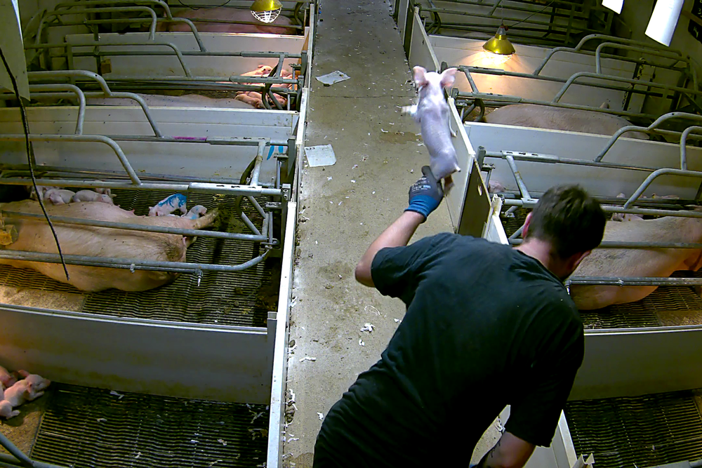 Tesco, Asda and Morrisons axe supplier after secret farm footage shows ...