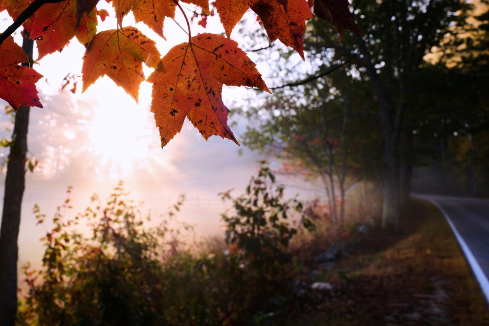 Leaf-peeping season hampered by drought: Fall foliage dropping sooner ...