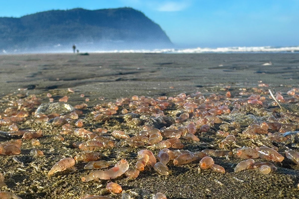 Extreme tides strand thousands of sea cucumbers on Oregon coast