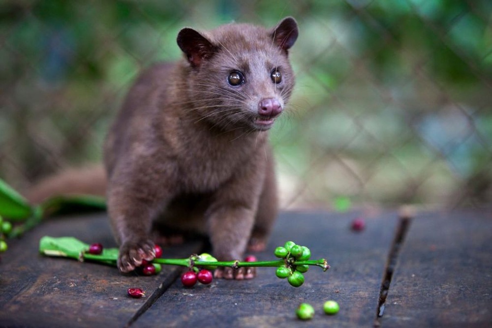 Coffee beans pooped out by this mammal have better flavor and aromatic ...