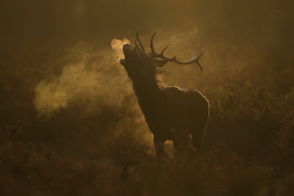 The top photos of the day by AP's photojournalists