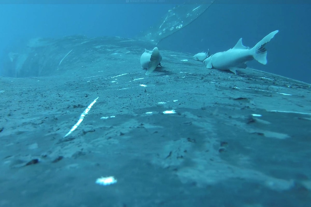 Rare footage shows sucker fish as they whale-surf in the ocean's ...