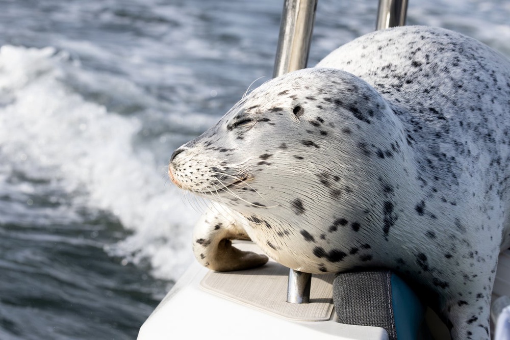 Photographer captures amazing moment seal jumps on her boat to escape ...