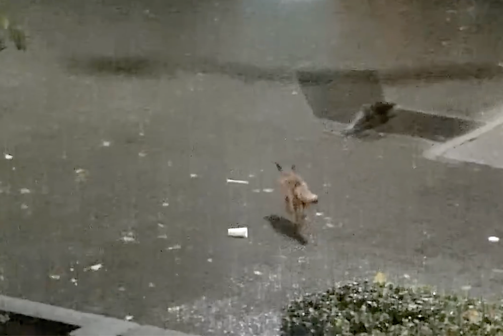 CCTV captures unlikely friendship between fox and otter on the streets ...