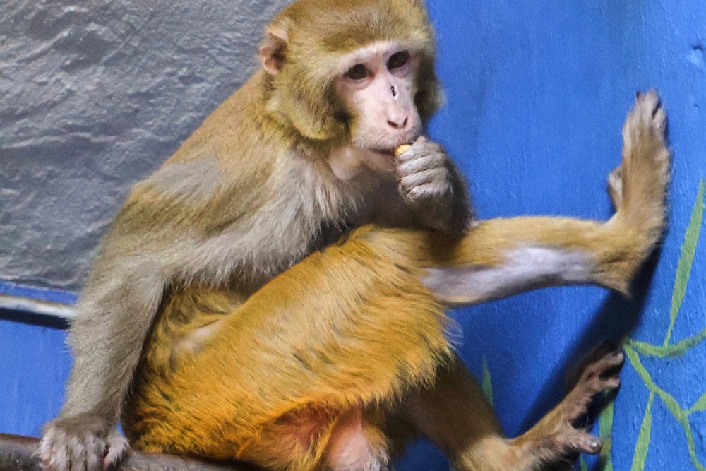 Monkey who escaped Mississippi highway crash has new permanent home at ...