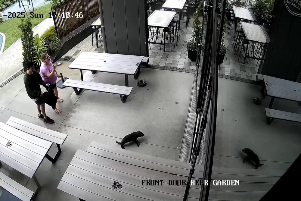 A seal galumphs into a bar. The bartender says 'Grab the salmon!'
