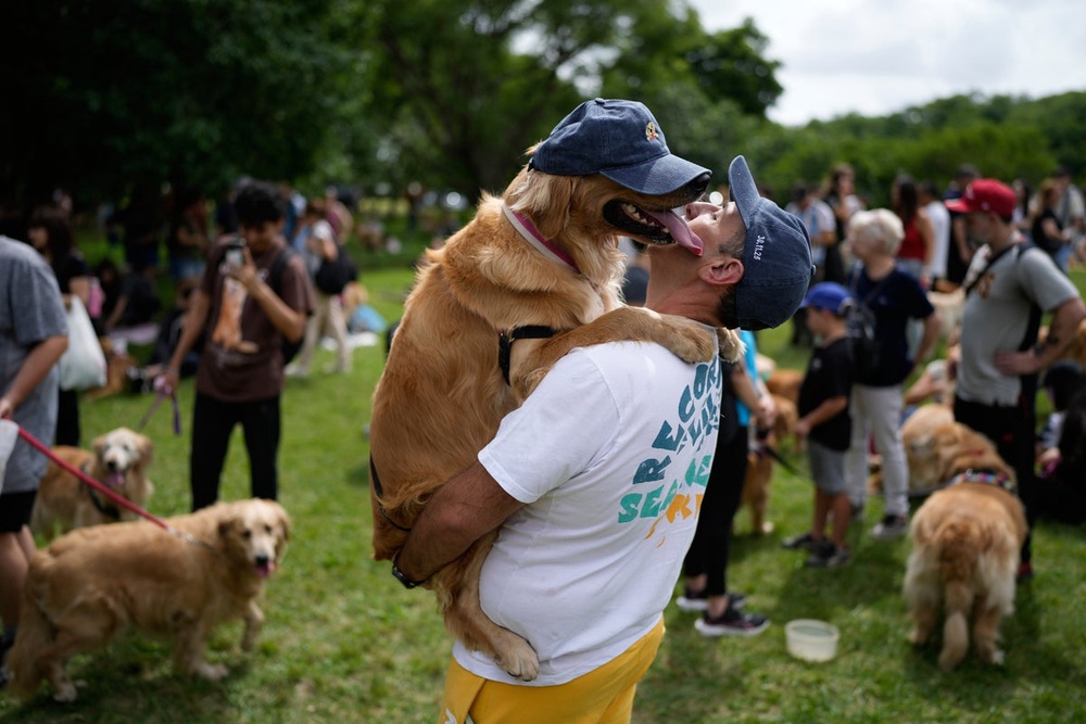 Photos of golden retrievers gathered in Buenos Aires for a world record ...