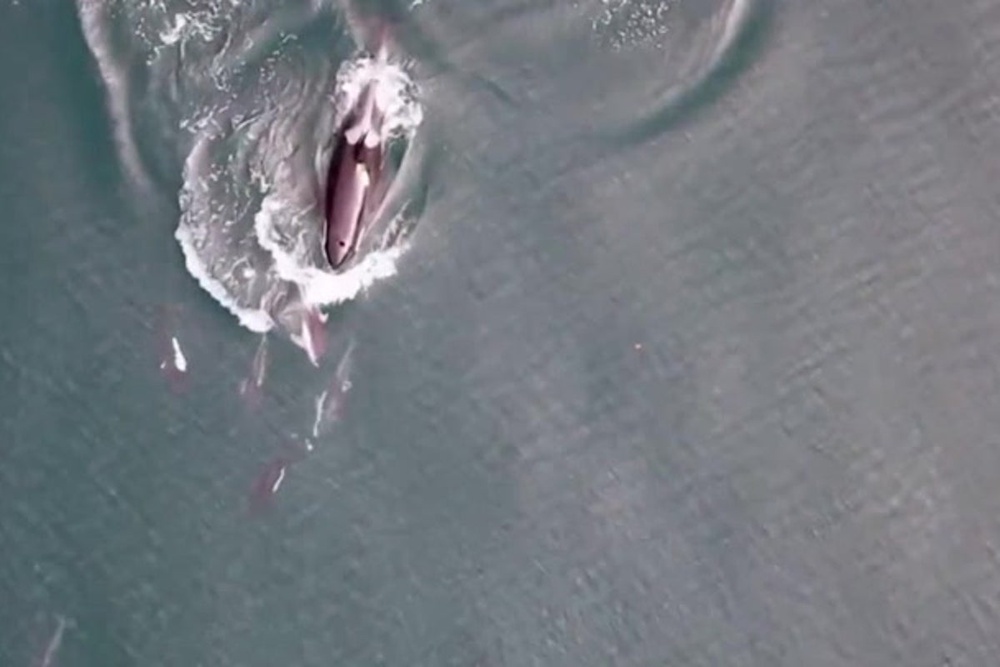 Killer whales team up with dolphins to hunt for salmon