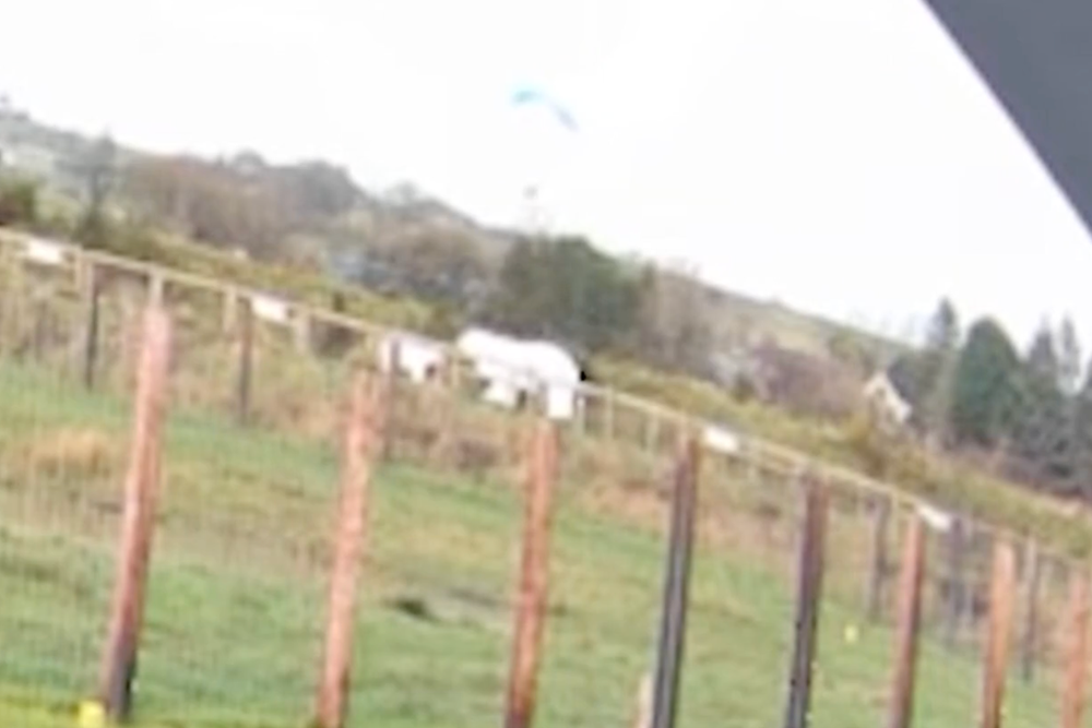 Paragliders narrowly avoid landing in polar bear enclosure