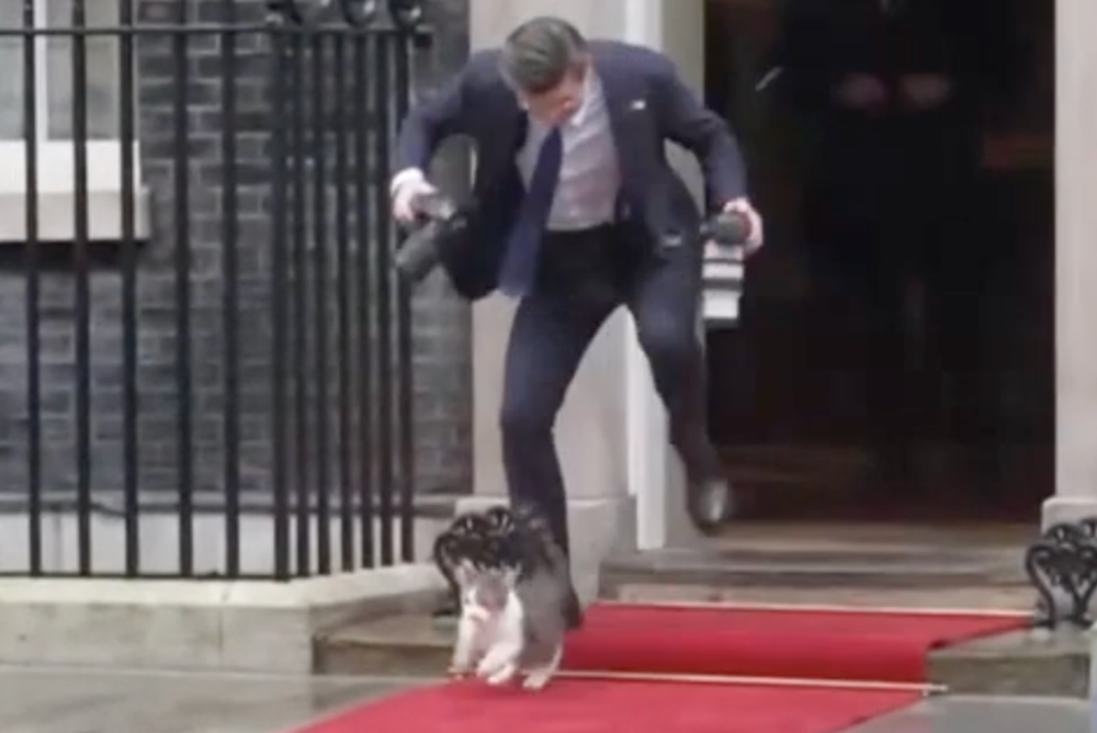 Larry the cat causes chaos during Polish president’s visit to Downing ...