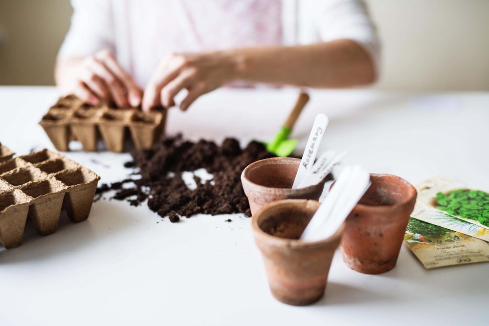 A beginner’s guide to sowing seeds indoors