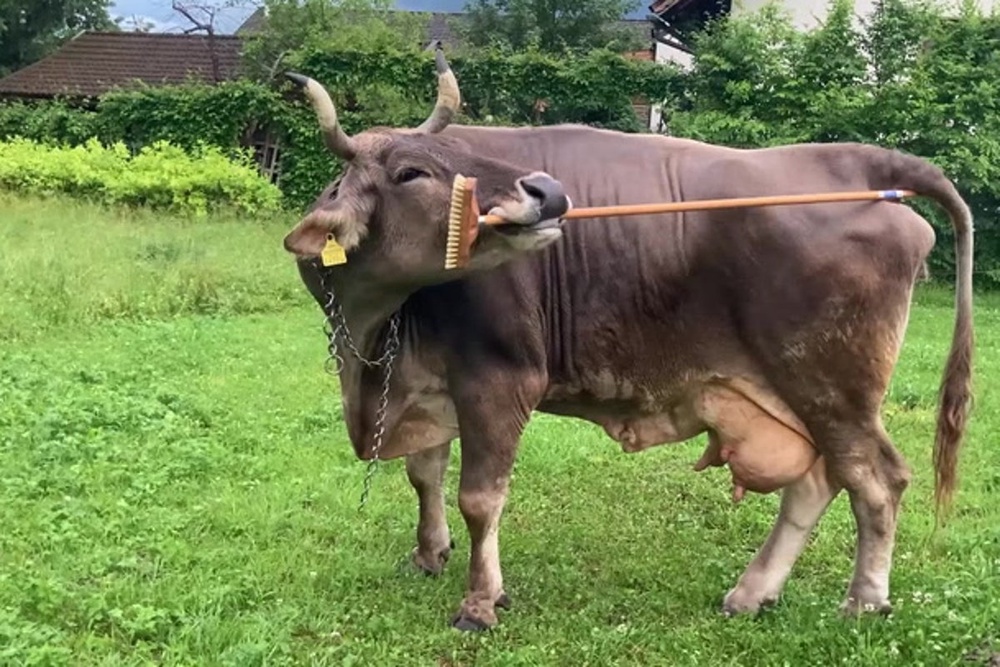 Cow filmed using tools for first time raises questions about animal ...
