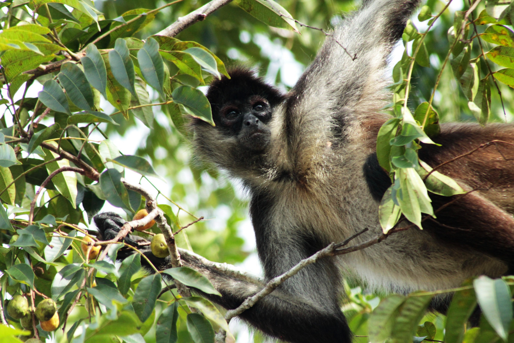 Spider monkeys share knowledge to find best fruit trees, research finds