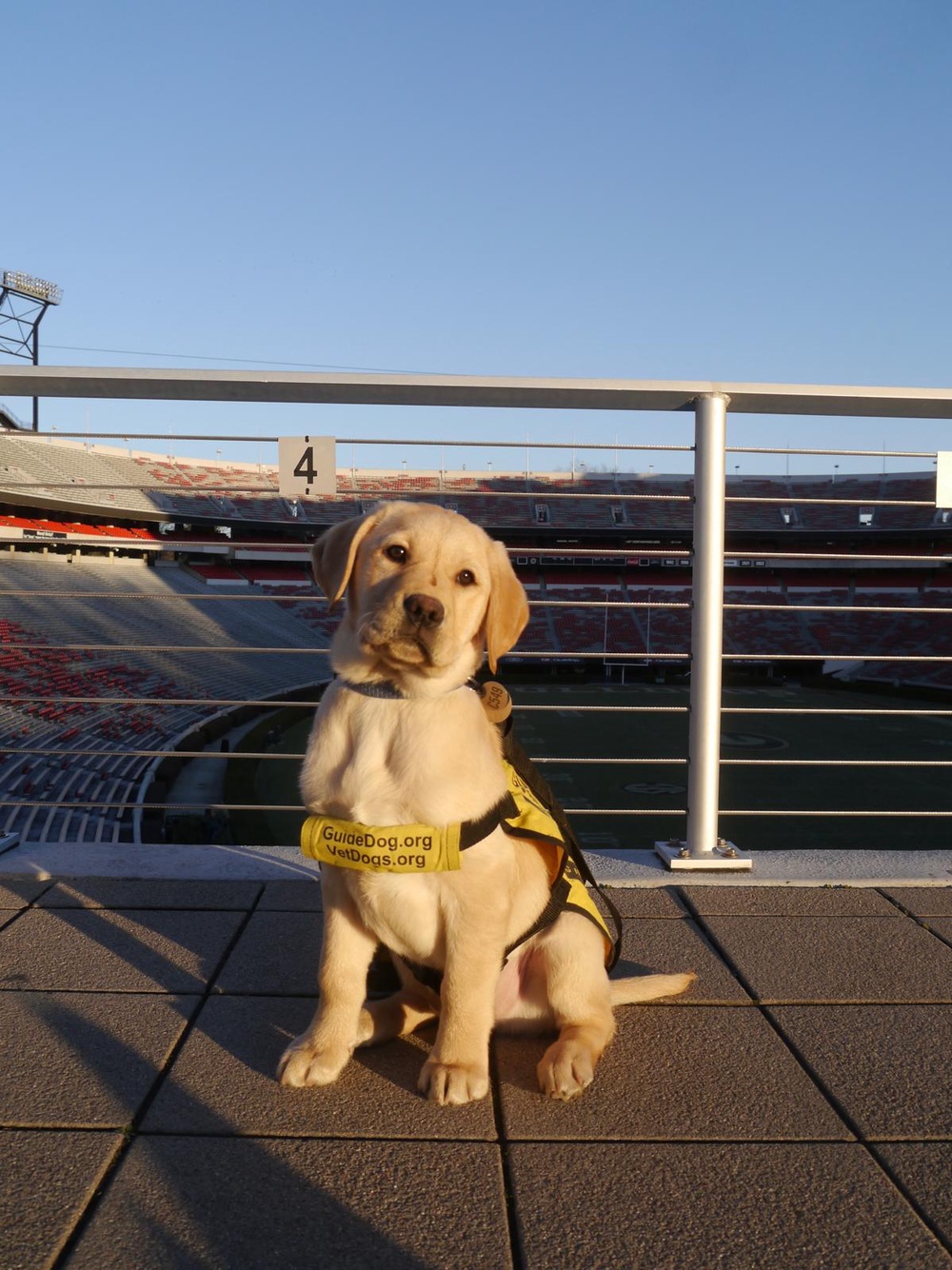 Dorm room - dog included! Students are raising puppies on campus as ...