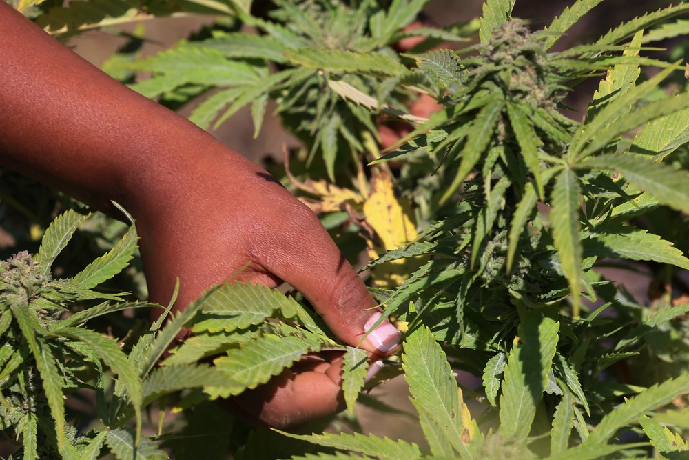 There’s ‘no evidence’ marijuana works to treat most mental health ...