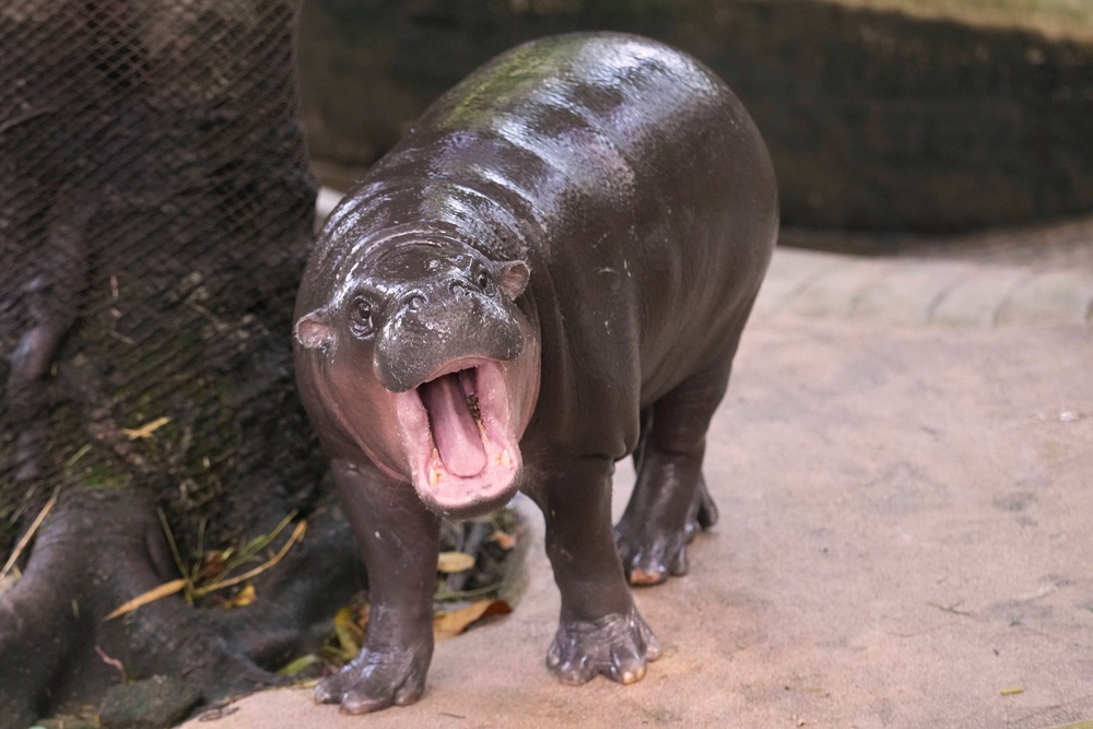 Moo Deng: Man arrested after climbing into pygmy hippo enclosure at zoo ...
