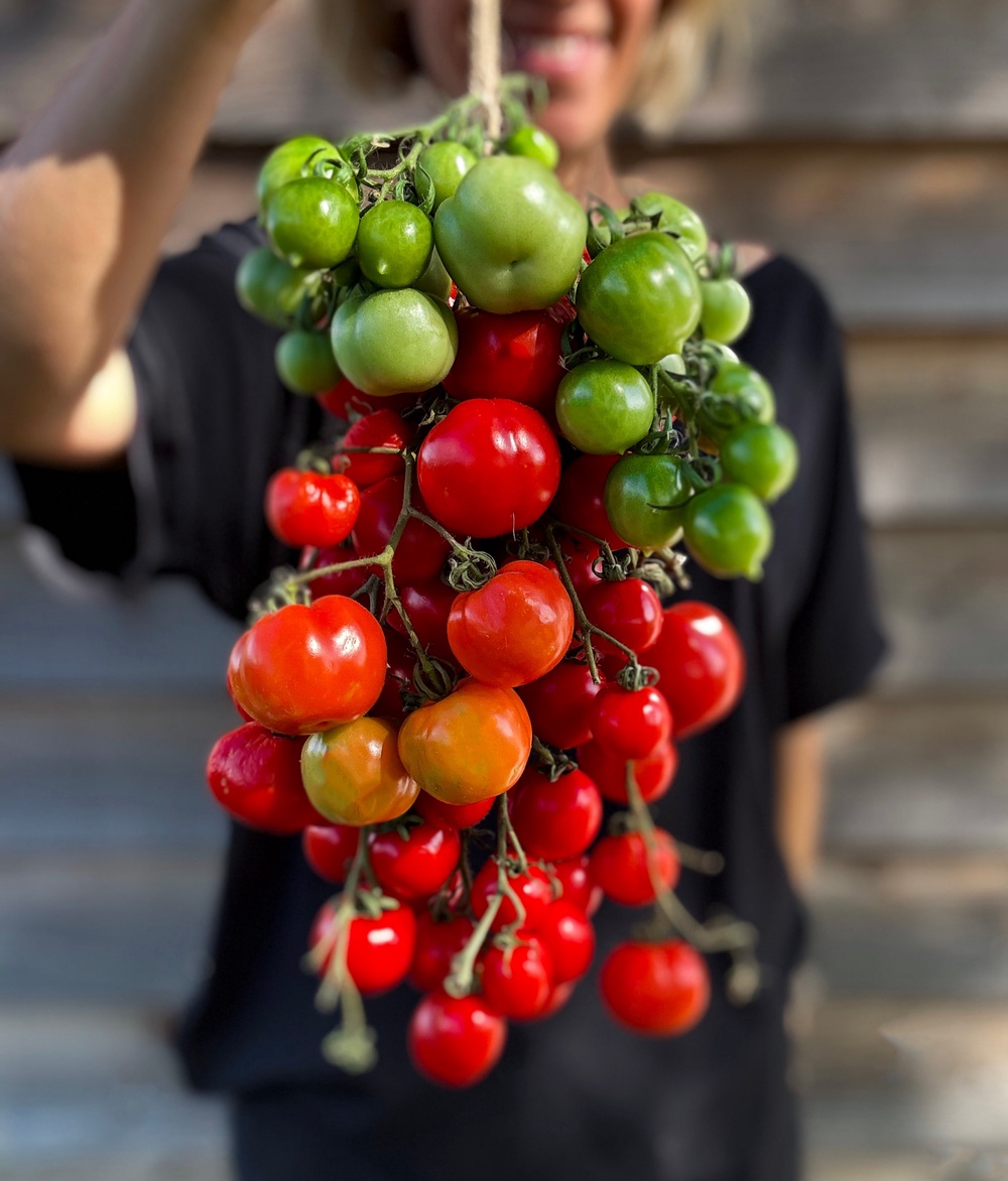 Discovering the tomato with a much longer shelf life - Newswav