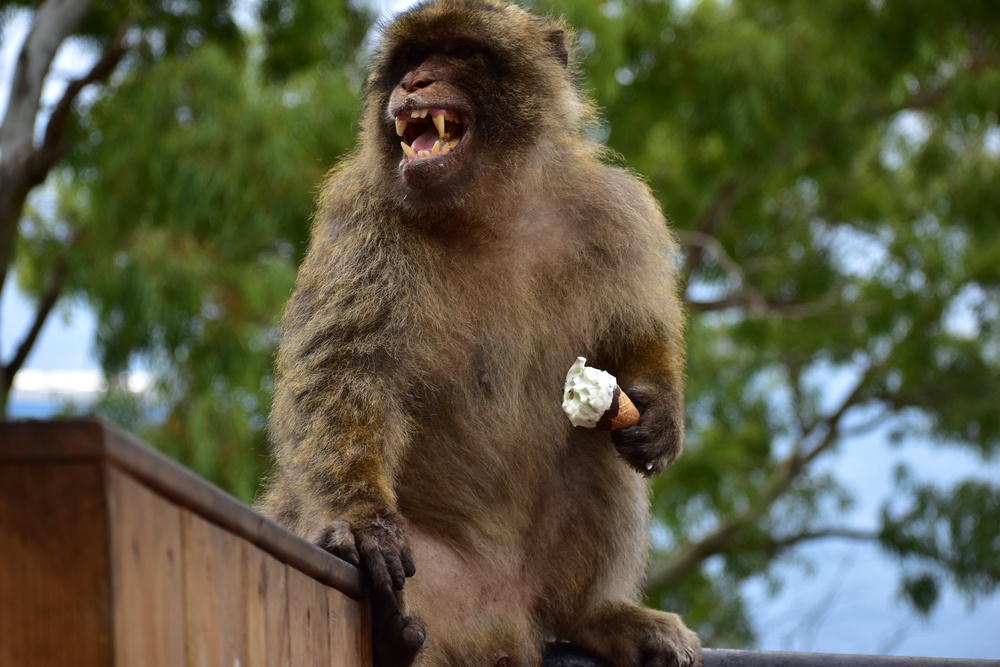 Monkeys learn to swallow soil so they can keep eating junk food ...