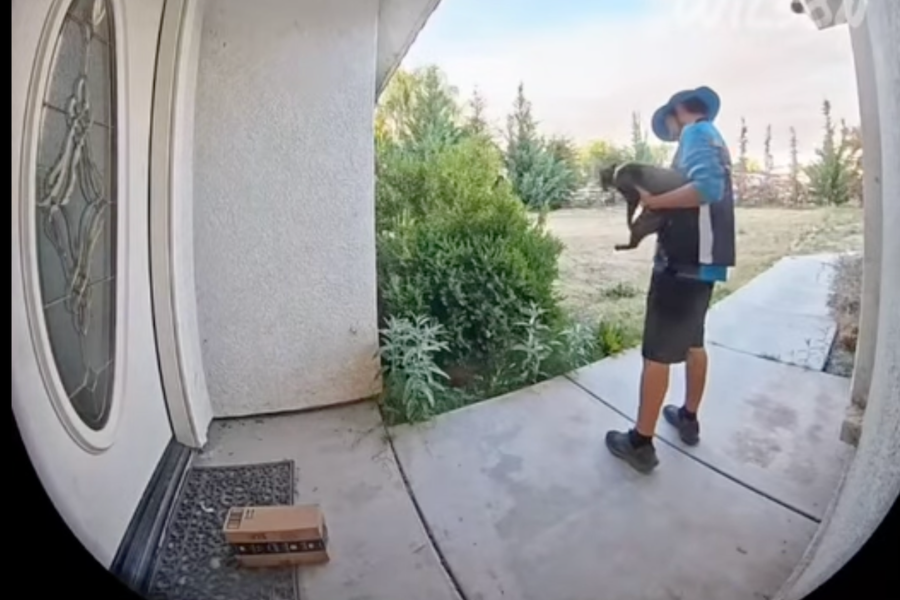 Shocking doorcam video shows the moment Amazon driver takes pet cat ...
