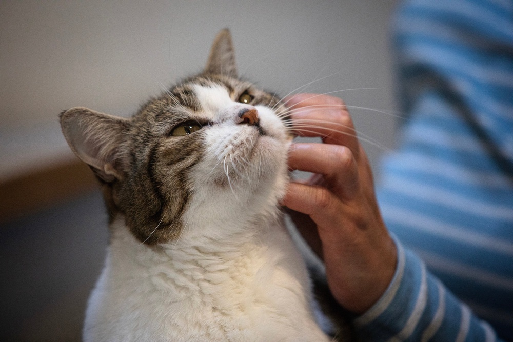 The ‘ginormous’ cat-killer fungus spreading across South America - Newswav