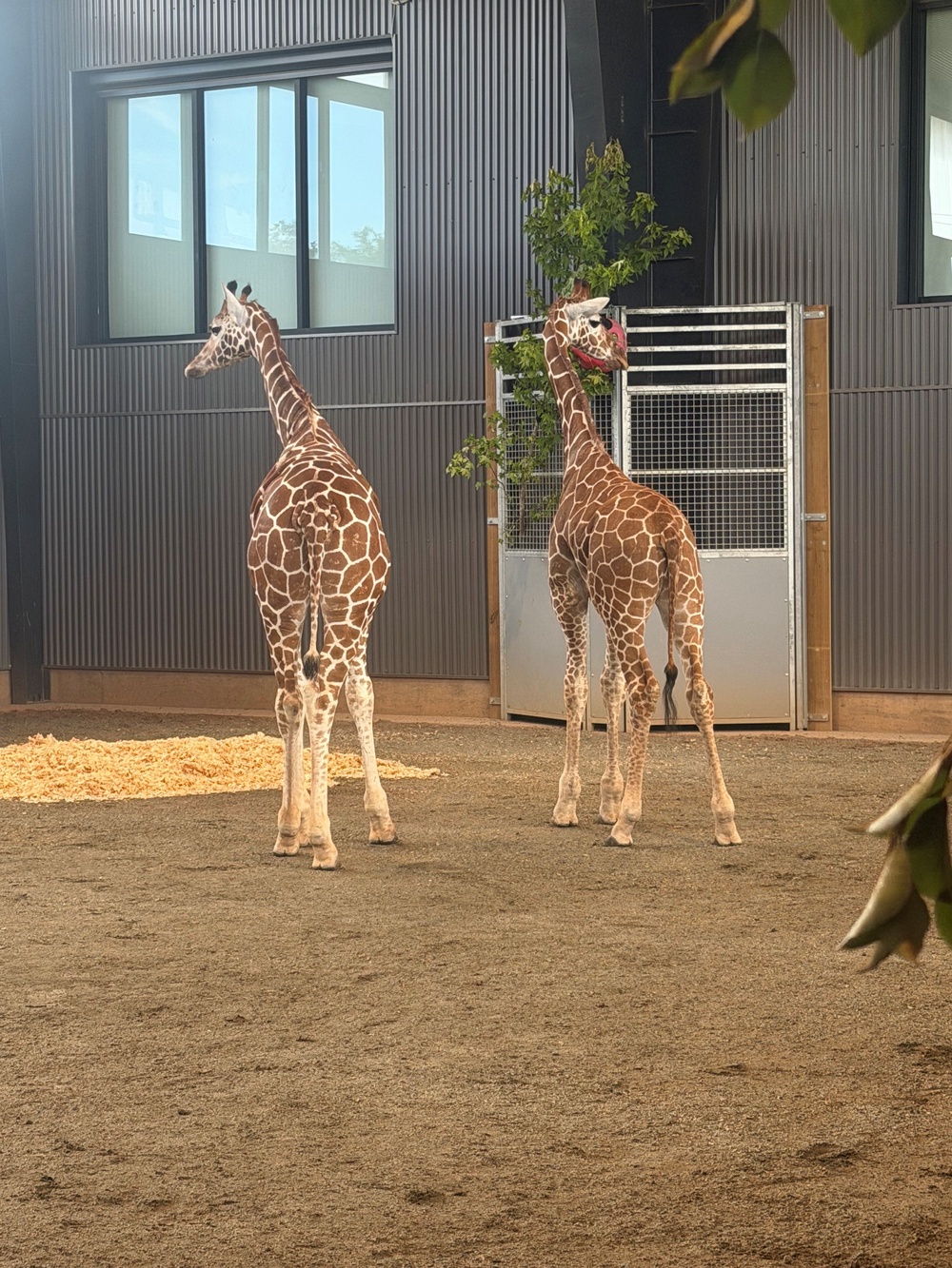 Two baby giraffes found safe after vanishing from a Virginia zoo a year ...