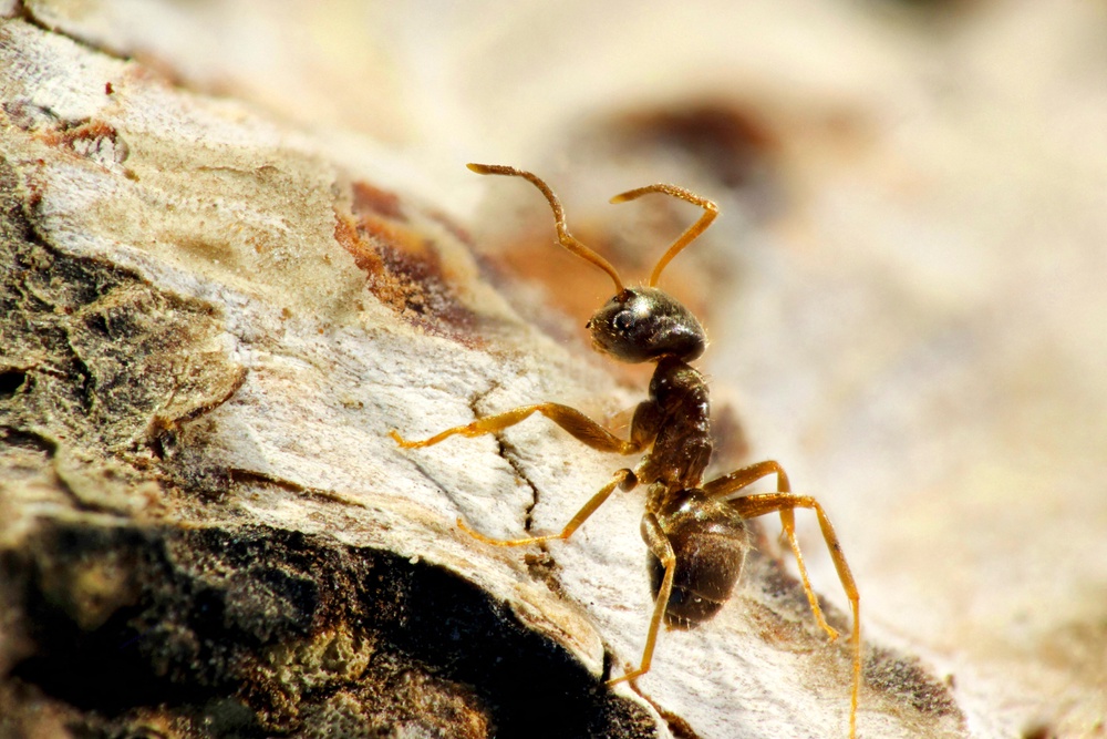 Five invasive species you don’t want in your garden and what you should ...