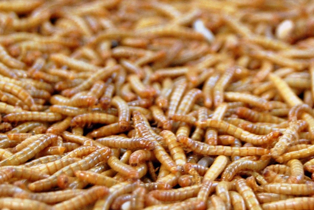 New research reveals a secret ingredient in the Neanderthal diet