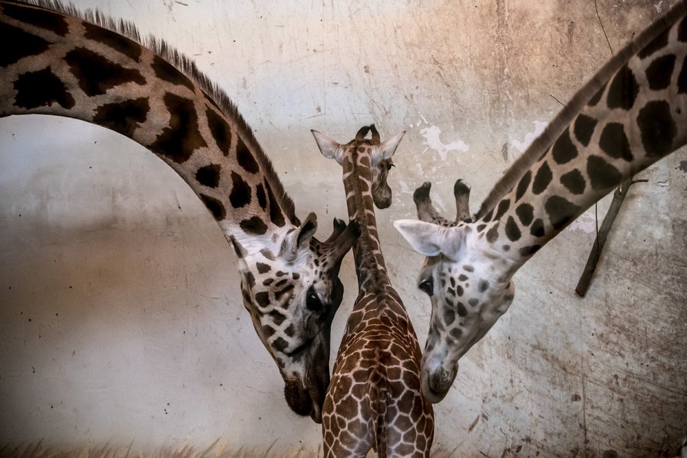 What can we learn from the animal kingdom’s best parents?